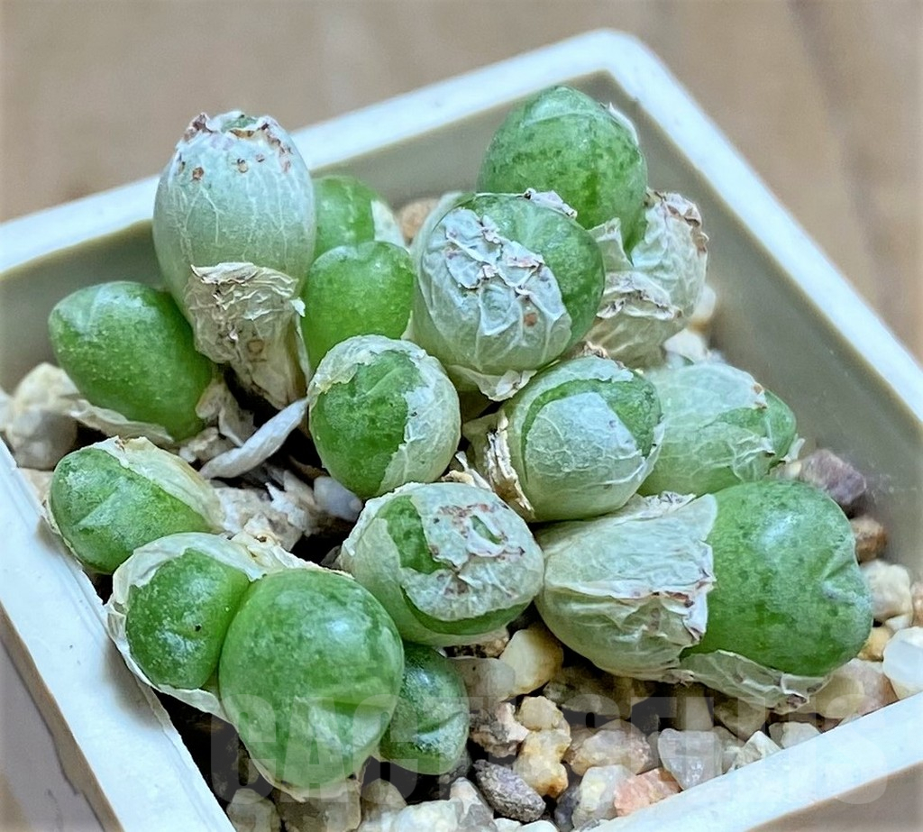 SHPR32109 Conophytum saxetanum – Кактус онлайн