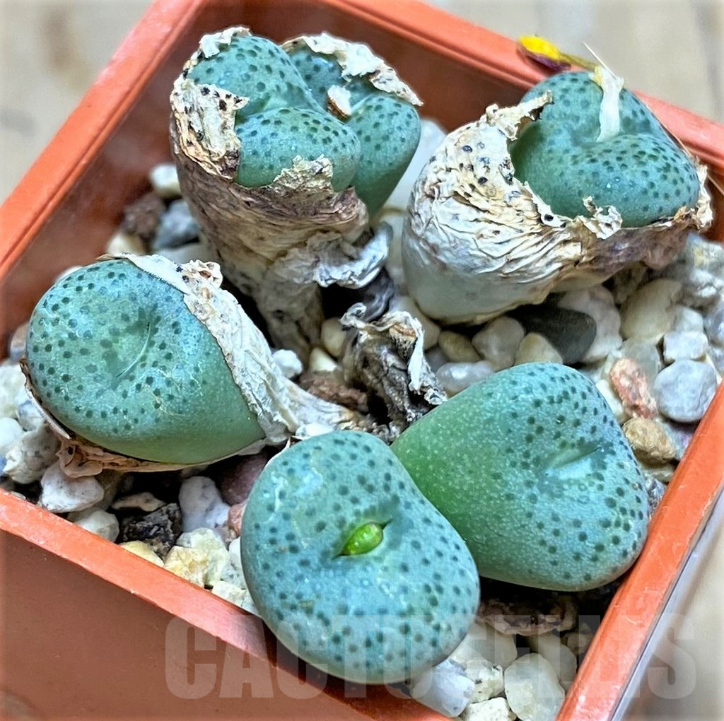 SHPR32110 Conophytum wettsteinii – Cactus-online