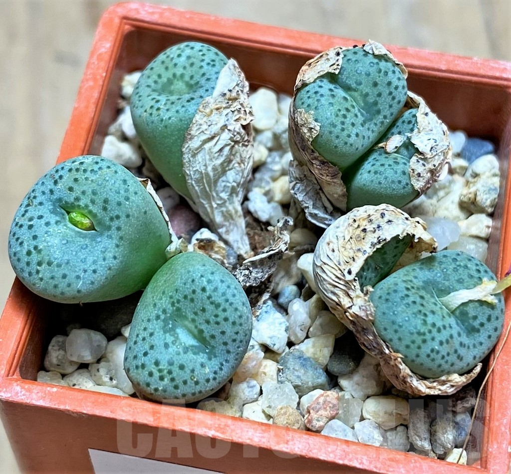 SHPR32110 Conophytum wettsteinii – Cactus-online