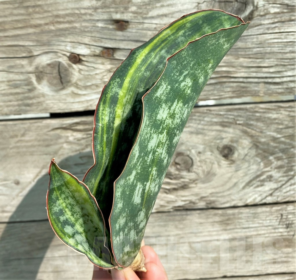 SHPR32282 Sansevieria ‘Macrophylla’ f. variegata – Кактус онлайн