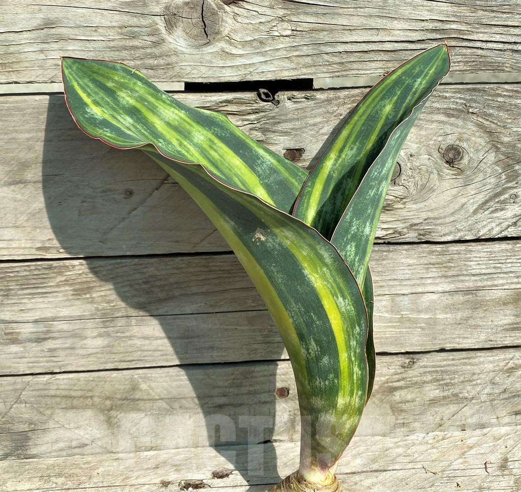 SHPR32283 Sansevieria ‘Macrophylla’ f. variegata – Кактус онлайн