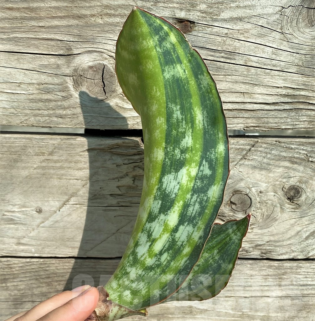SHPR32284 Sansevieria ‘Macrophylla’ f. variegata – Кактус онлайн