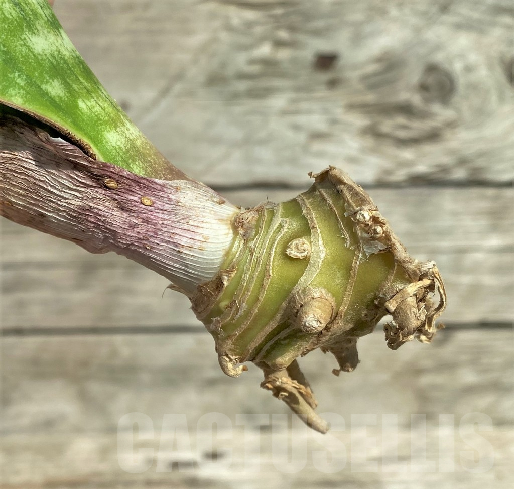 SHPR32285 Sansevieria ‘Macrophylla’ f. variegata – Cactus-online