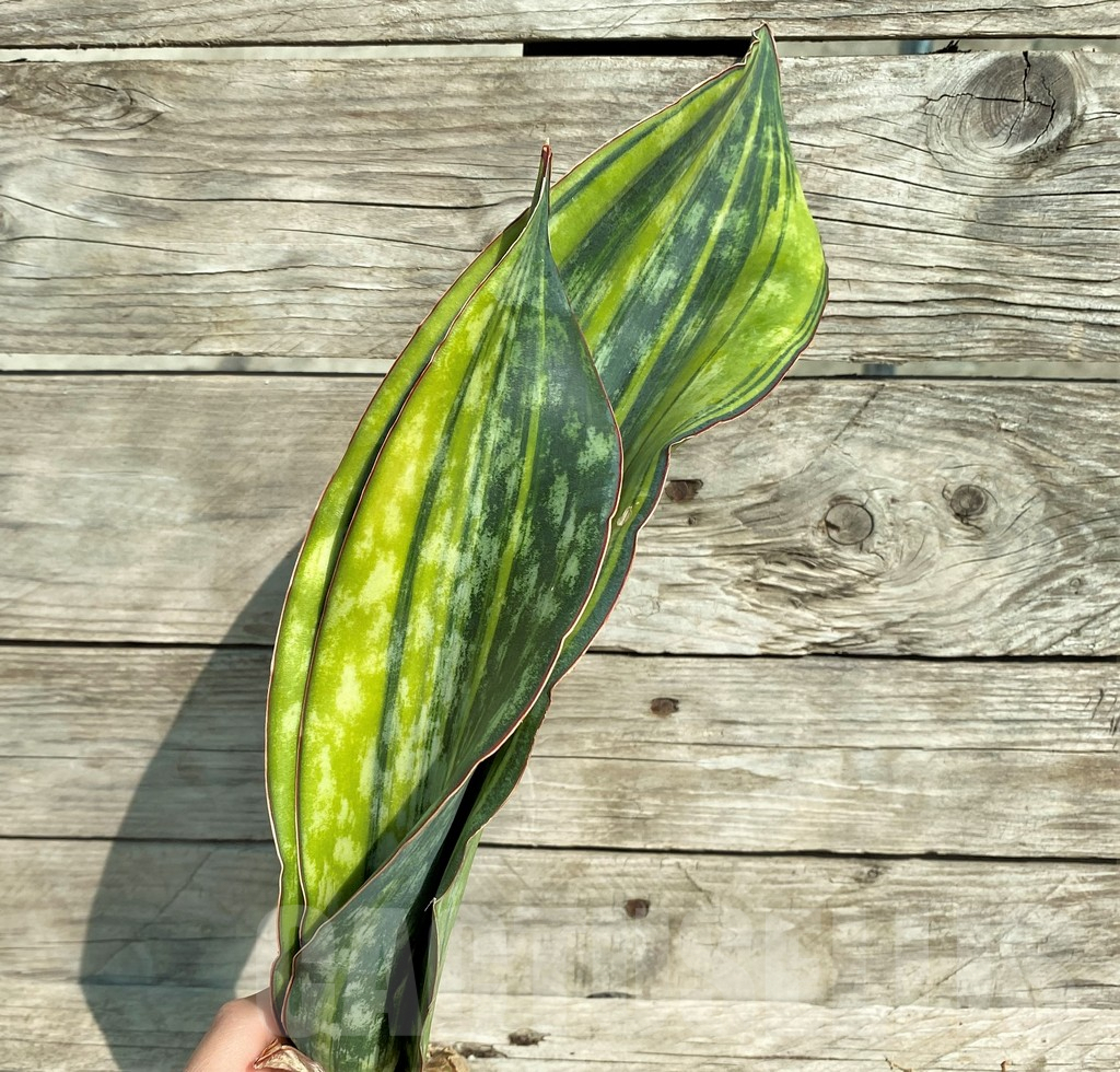 SHPR32285 Sansevieria ‘Macrophylla’ f. variegata – Кактус онлайн