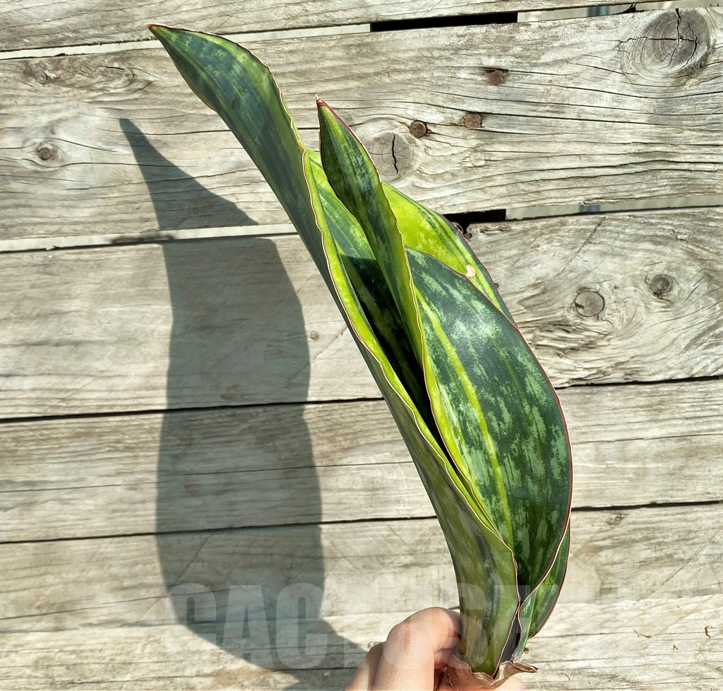 SHPR32285 Sansevieria ‘Macrophylla’ f. variegata – Cactus-online