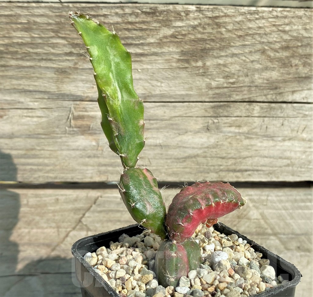 SHPR32864 Hylocalycium ‘Chimera variegata’ – Кактус онлайн