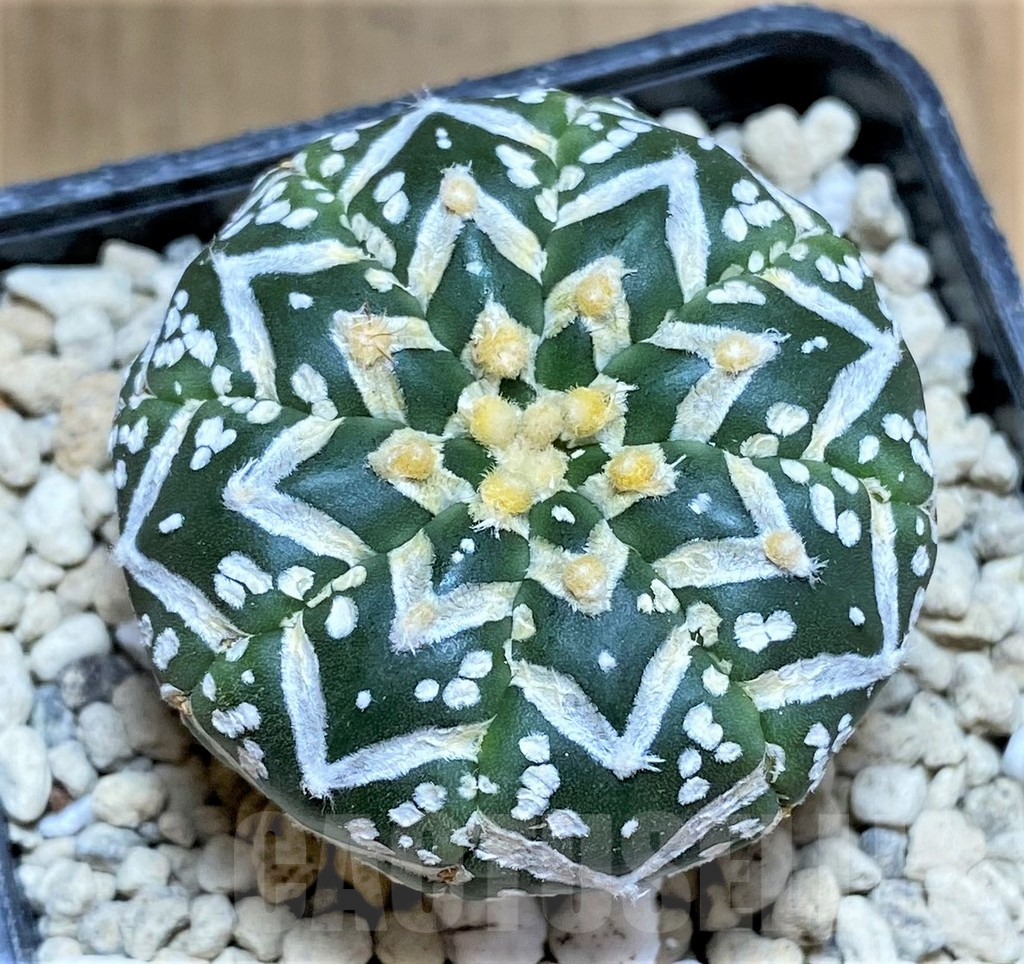 SHPR33184 Astrophytum asterias ‘Super Kabuto’ V-Type – Кактус онлайн