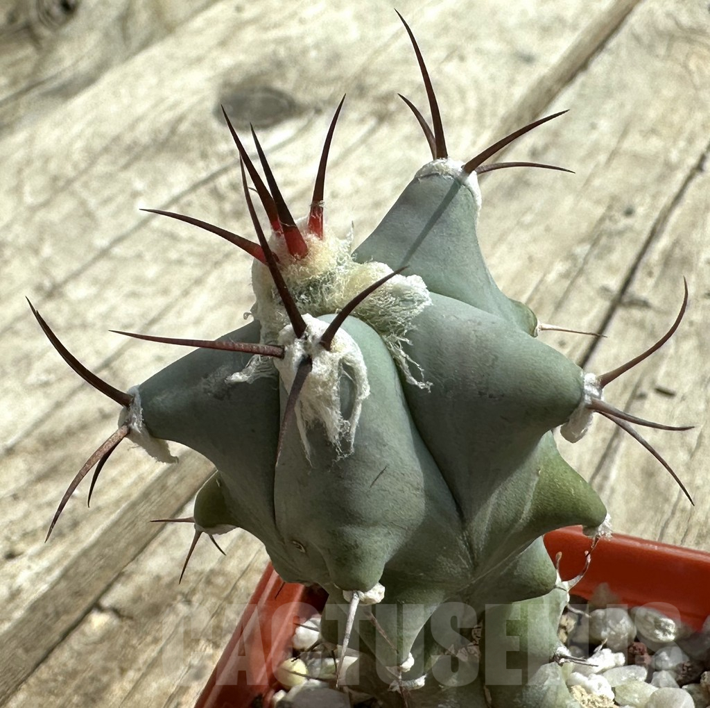 SHPR31961 Echinocactus grandis FO-035 ex MG 169.8 – Cactus-online