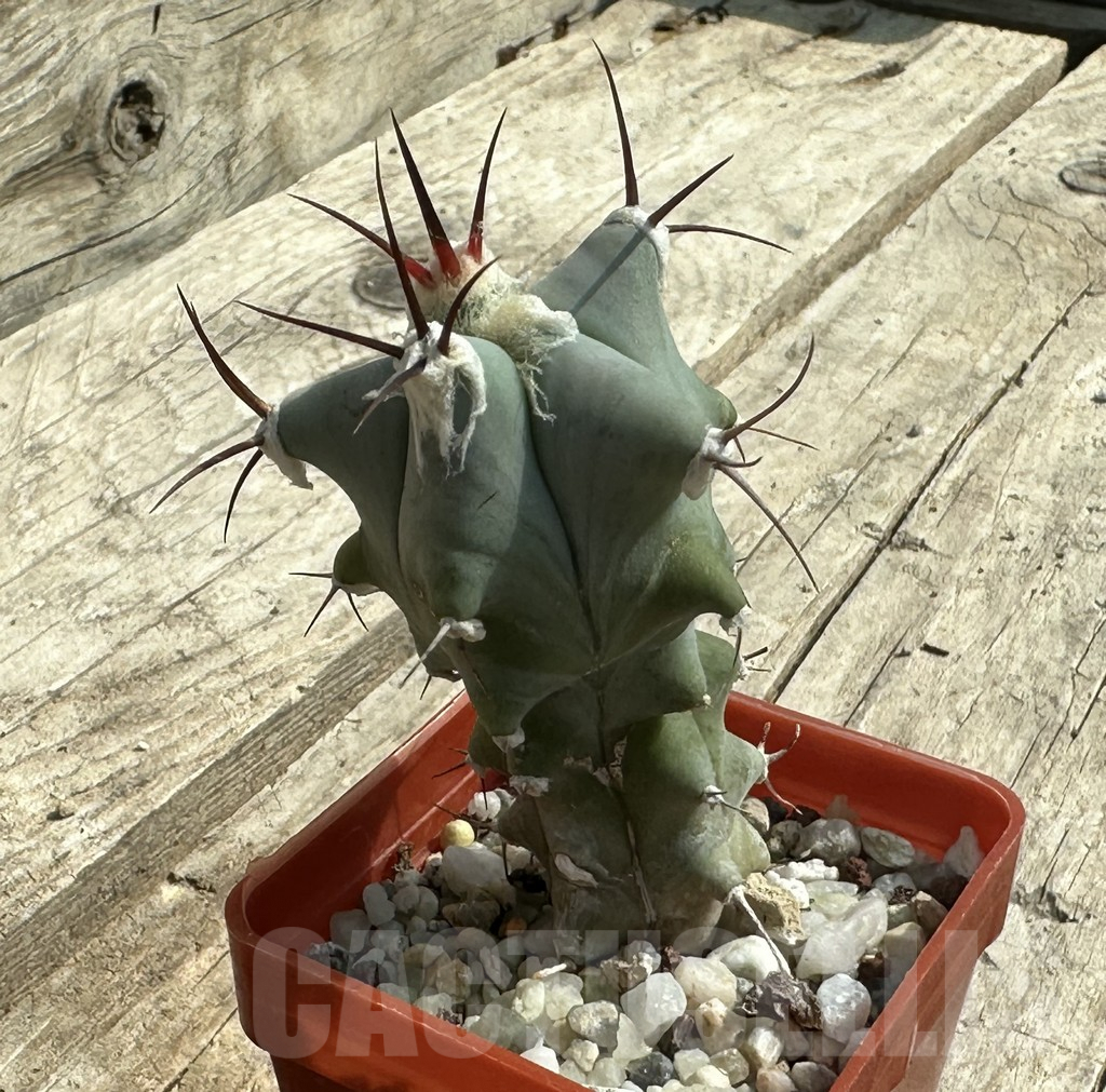 SHPR31961 Echinocactus grandis FO-035 ex MG 169.8 – Cactus-online