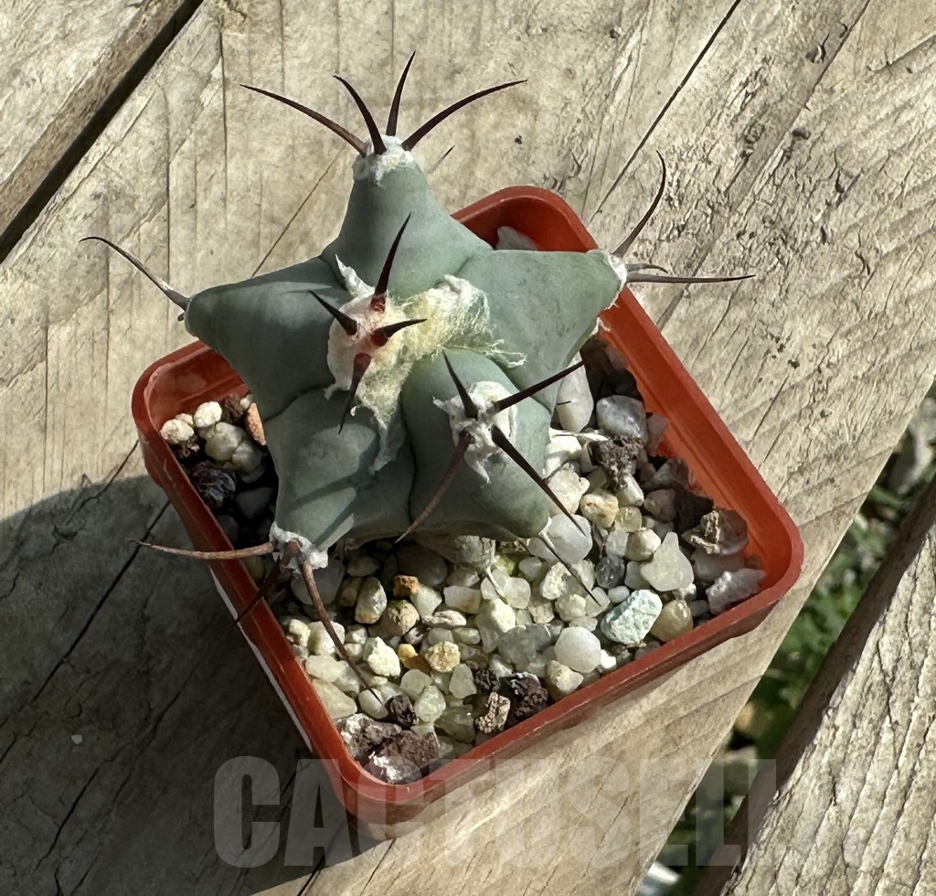 SHPR31961 Echinocactus grandis FO-035 ex MG 169.8 – Cactus-online