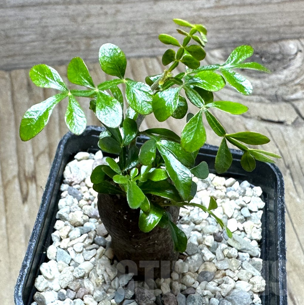 SHPR32805 Operculicarya pachypus – Cactus-online