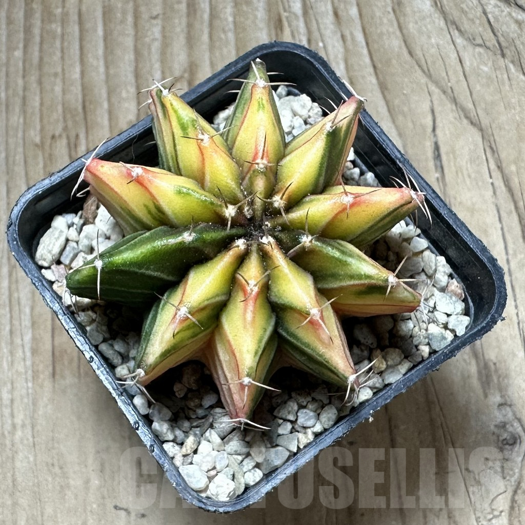 SHPR33075 Gymnocalycium friedrichii f. variegata seedling – Cactus-online
