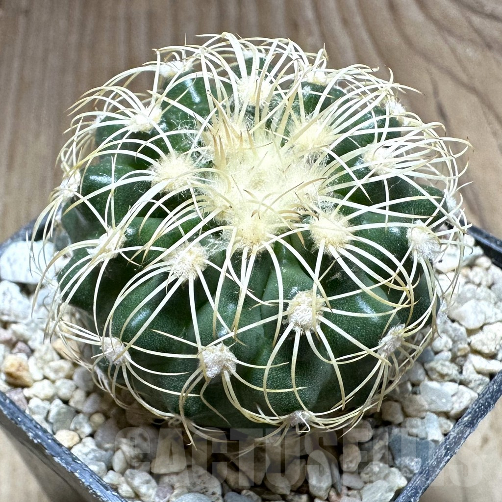 SHPR33197 Discocactus bahiensis – Кактус онлайн