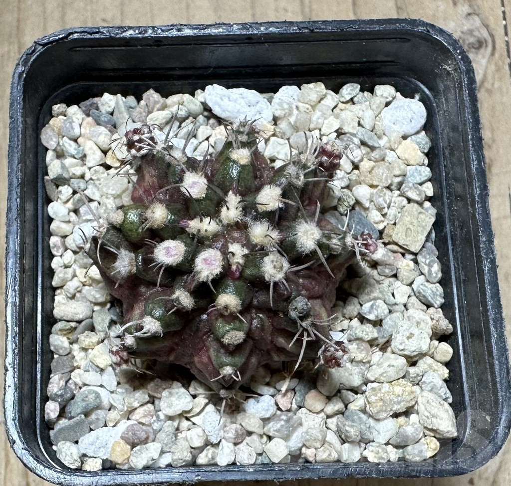 SHPR33232 Gymnocalycium mihanovichii T-rex – Cactus-online