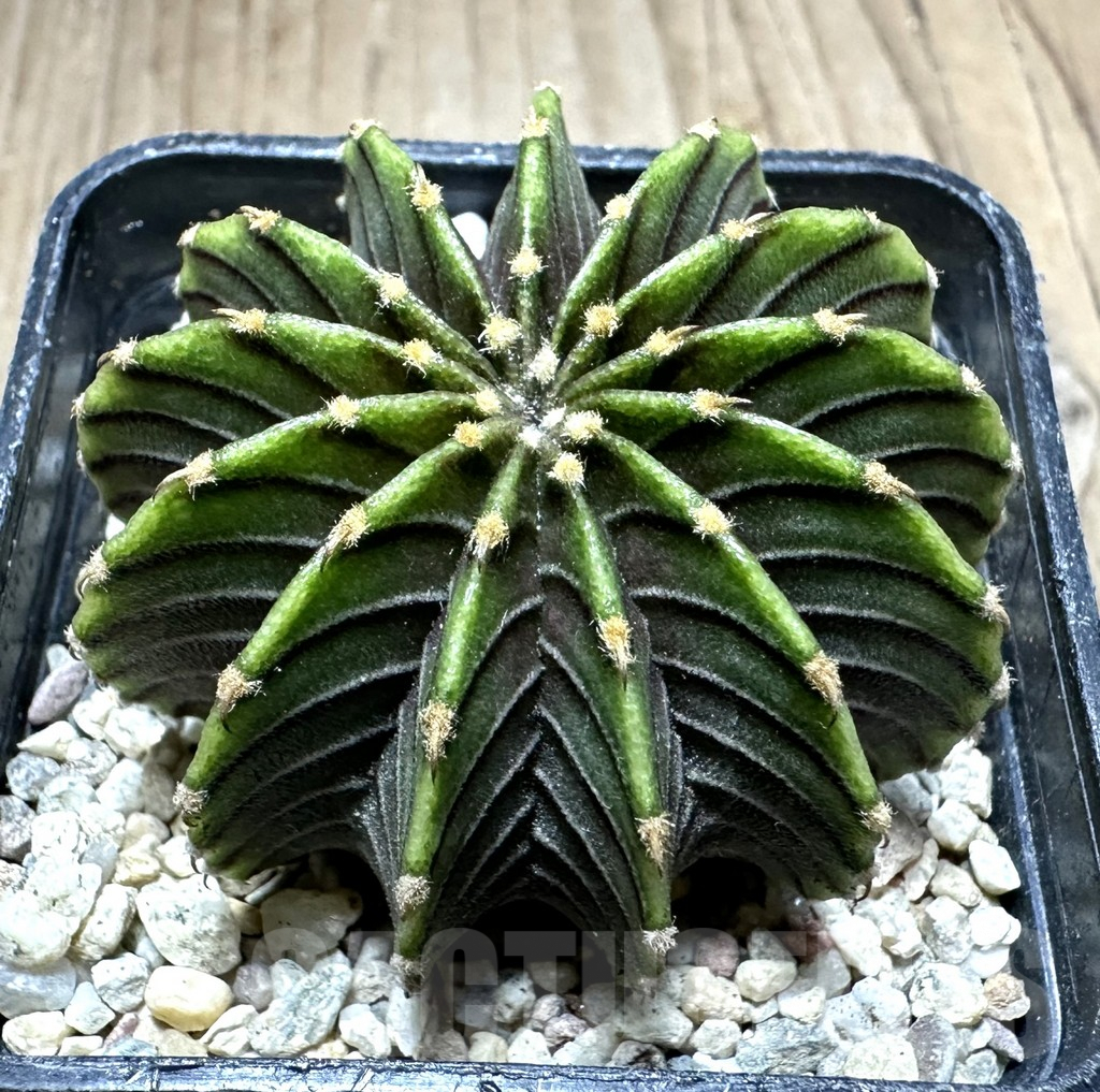 SHPR33242 Gymnocalycium friedrichii LB 2178 – Cactus-online