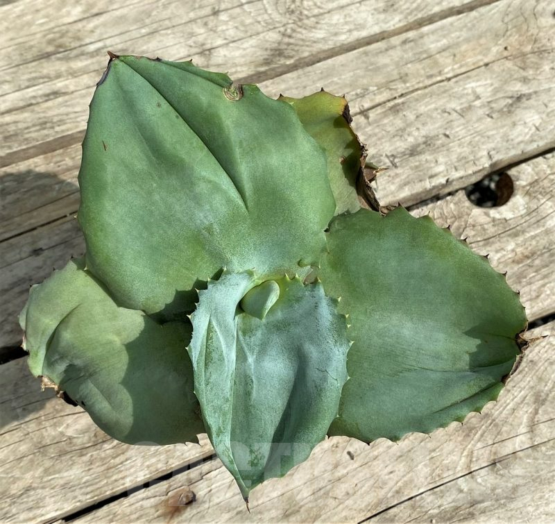 SHPR31770 Agave marmorata ‘Papilio Platanoides’ – Кактус онлайн