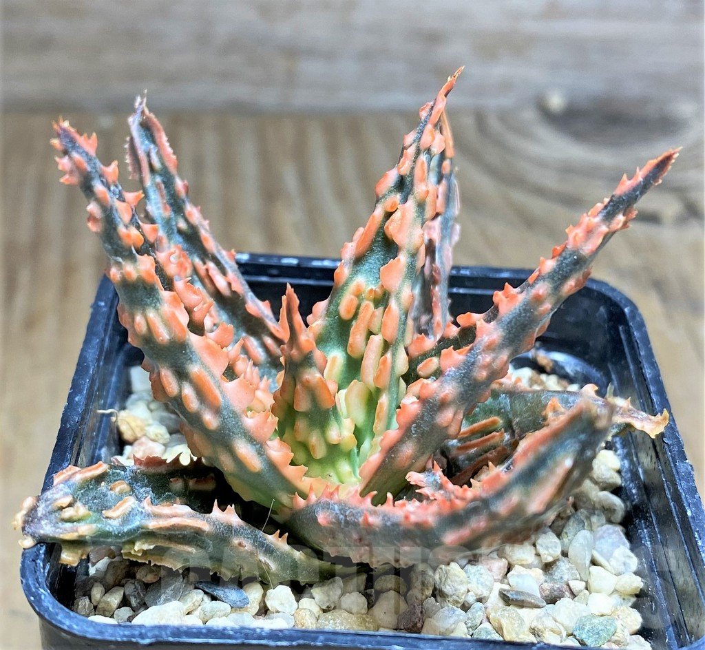 SHPR32026 Aloe TCT hybrid – Кактус онлайн