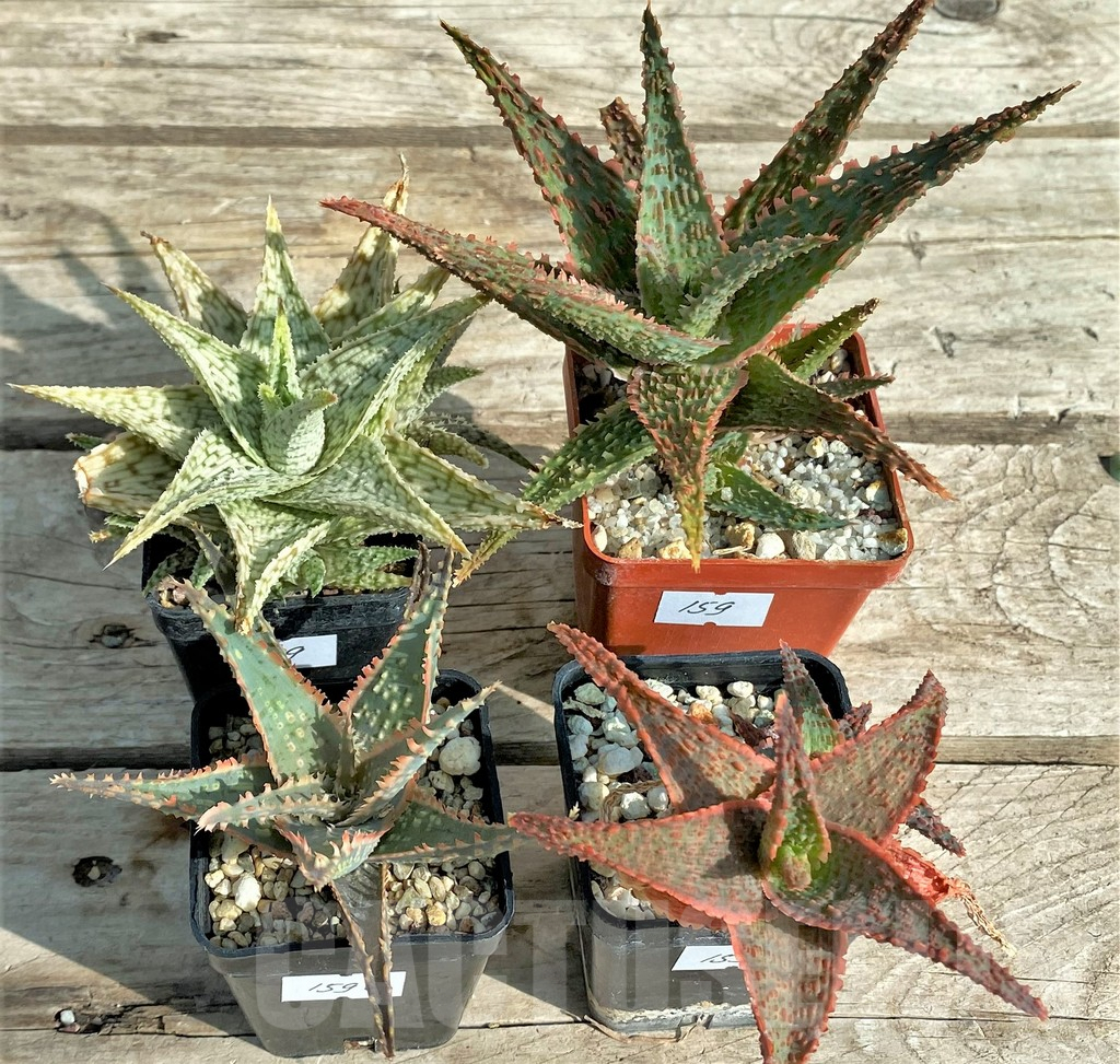 SET159 Aloe hybrid mix – Кактус онлайн