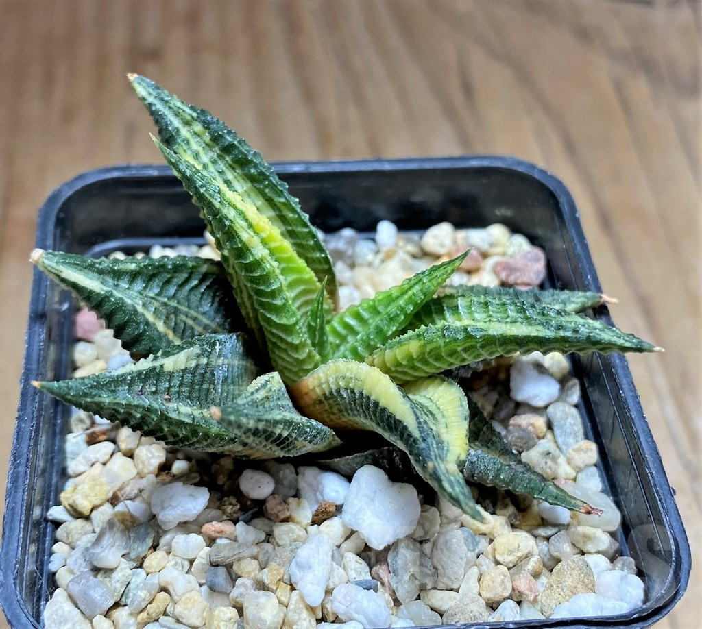 SHPR32084 Haworthia limifolia f.variegata – Кактус онлайн