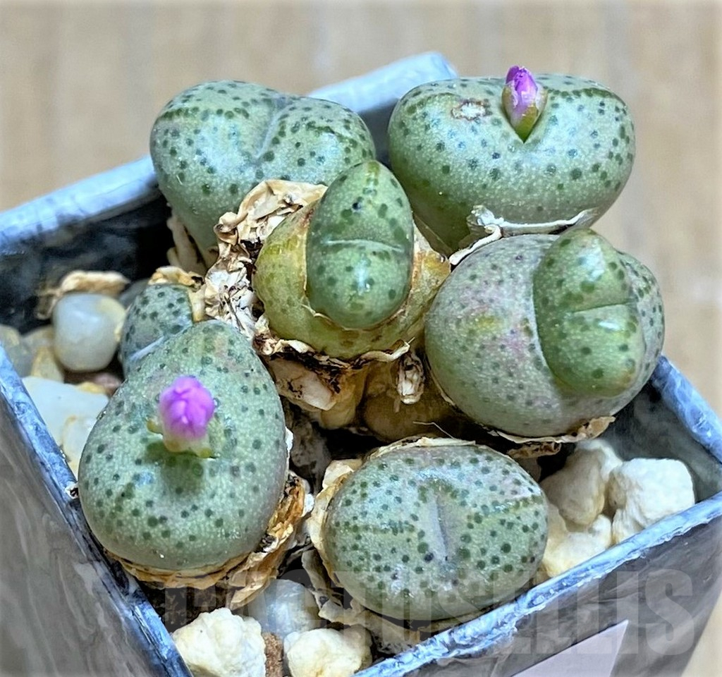 SHPR32103 Conophytum taylorianum – Cactus-online