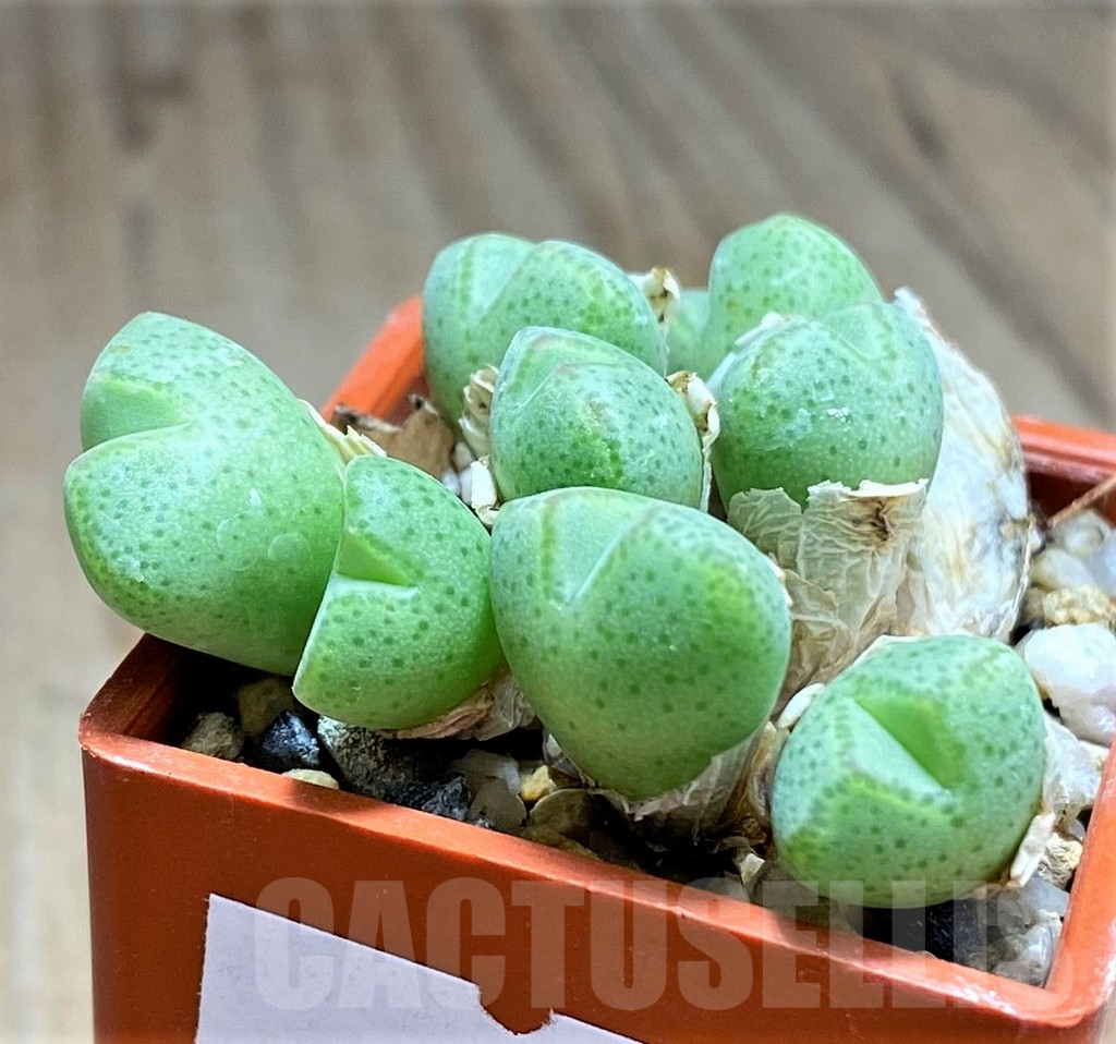 SHPR32107 Conophytum klinghardtense – Кактус онлайн