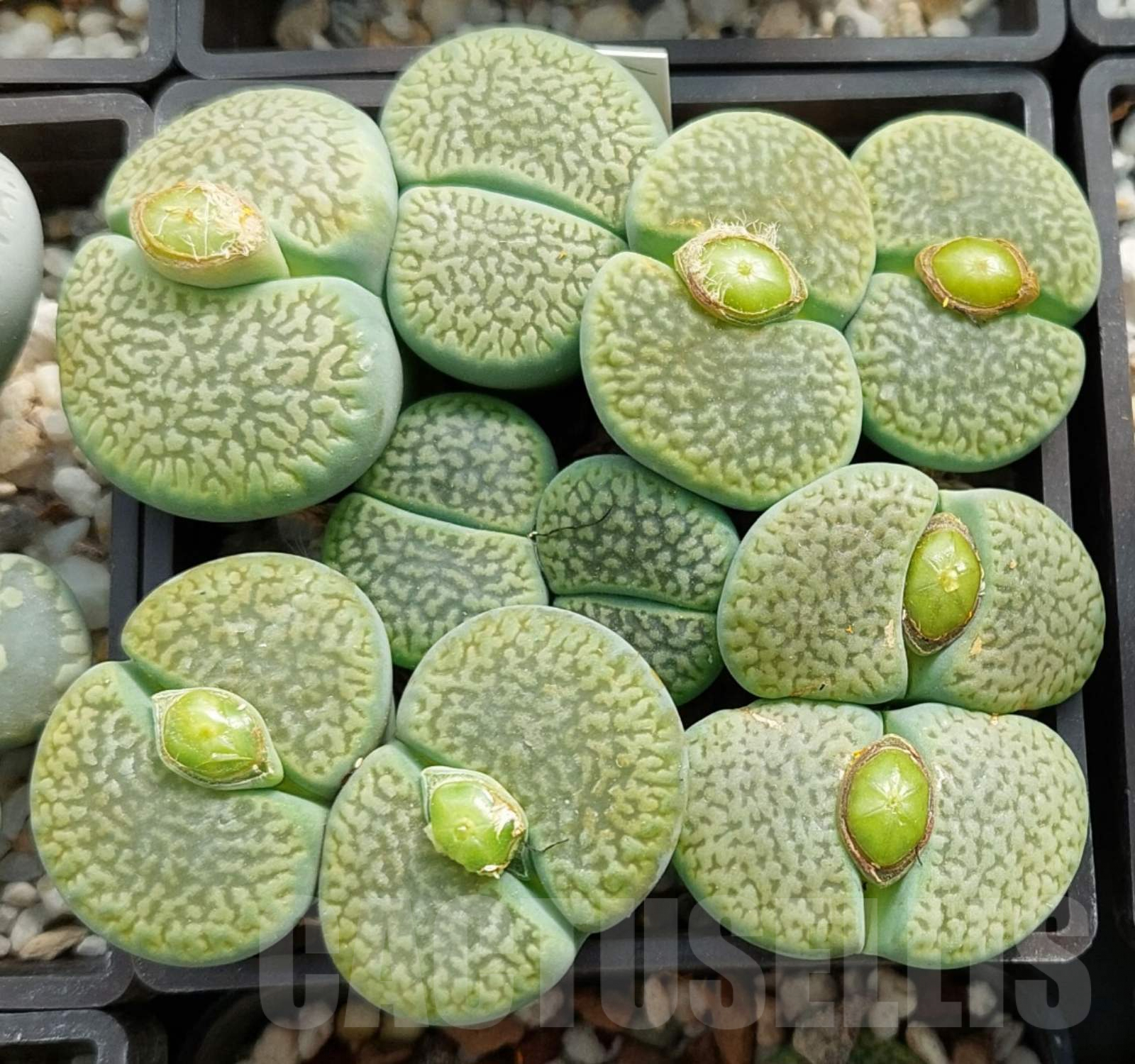 LOT733 20 SEEDS Lithops hookeri ‘ Anna Rosa’ 2024 – Cactus-online