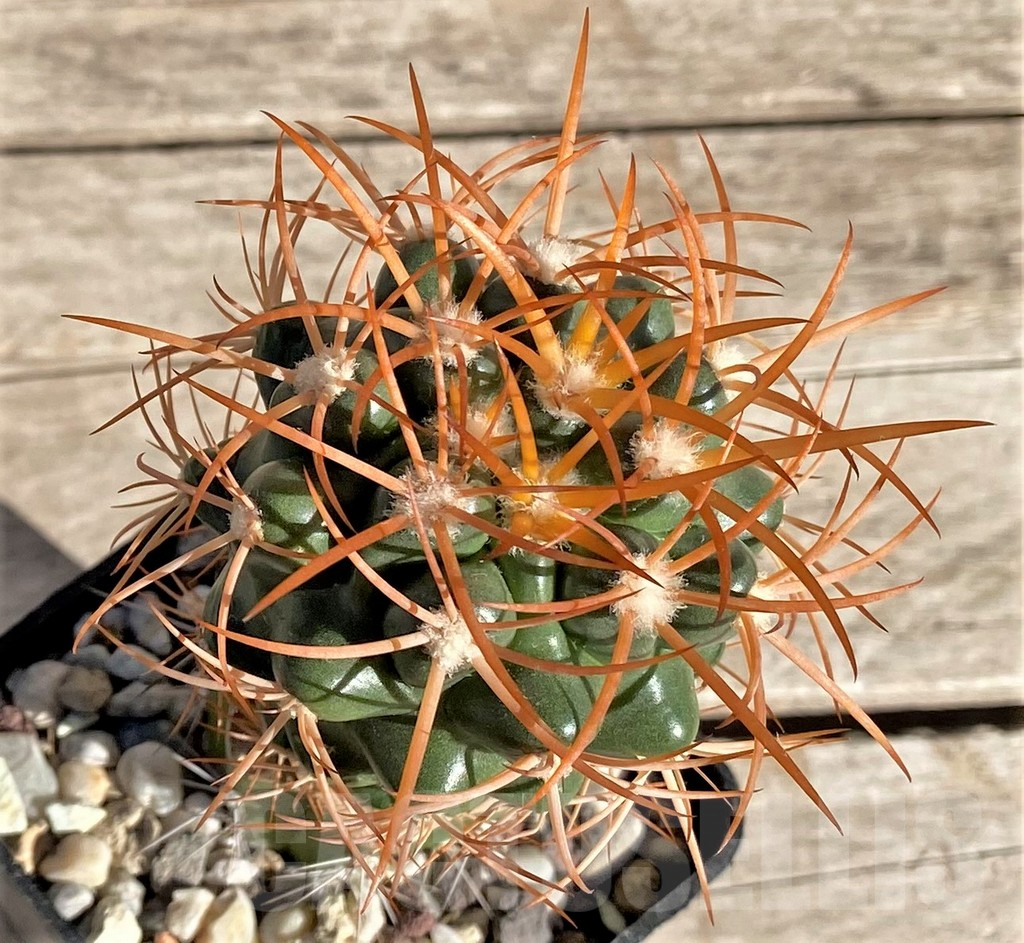 SHPR33651 Discocactus zehntneri ssp. mirohalfarii MH911, grafted ...