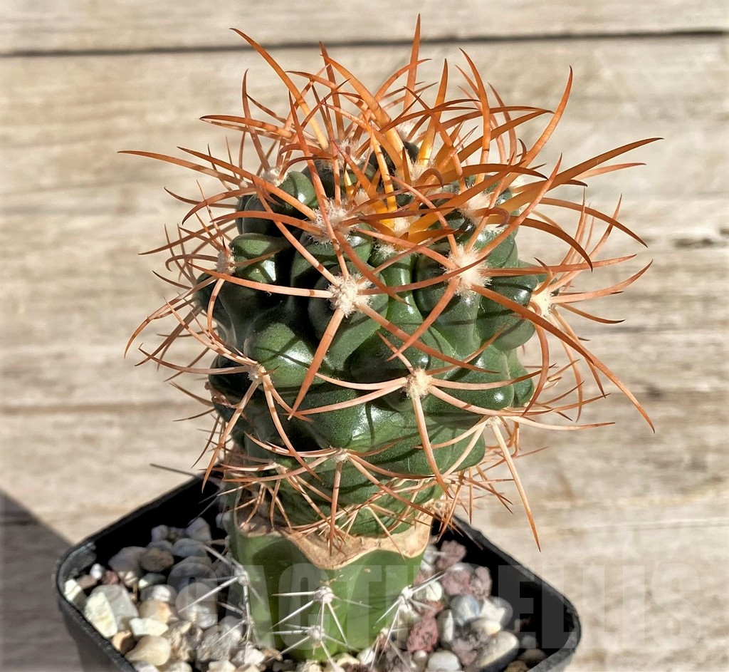 SHPR33651 Discocactus zehntneri ssp. mirohalfarii MH911, grafted ...