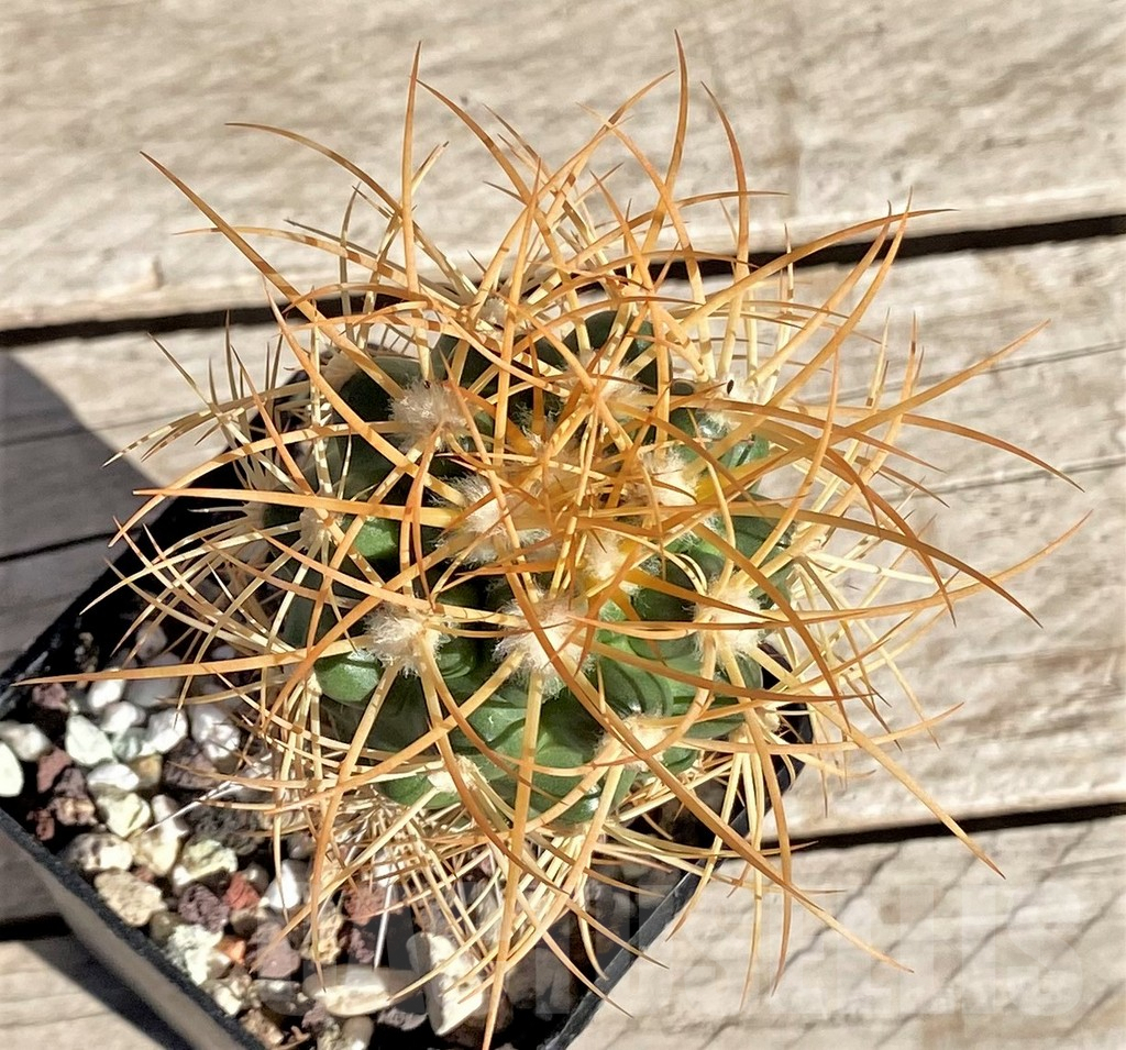 SHPR33665 Discocactus zehntneri ssp. mirohalfarii MH911, grafted ...