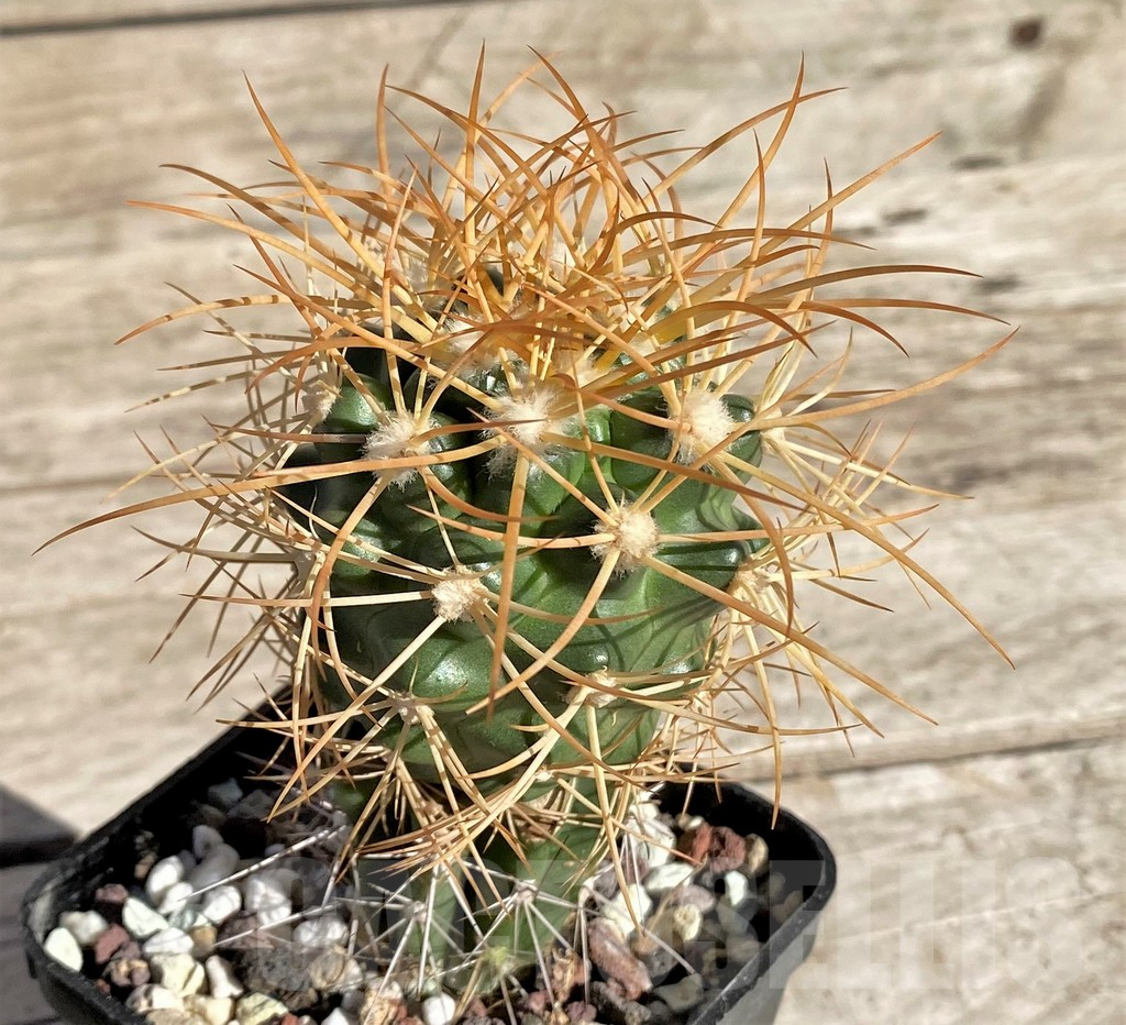 SHPR33665 Discocactus zehntneri ssp. mirohalfarii MH911, grafted ...