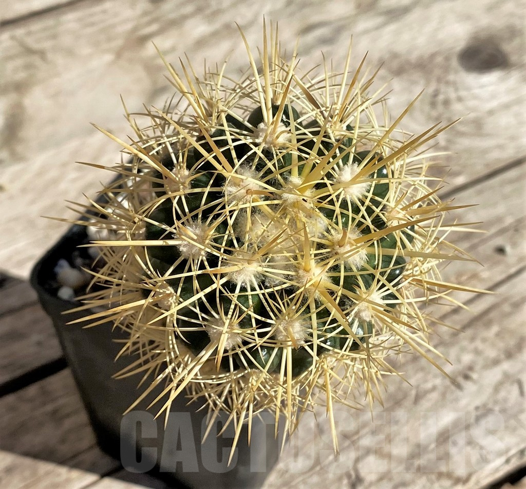 SHPR33684 Discocactus zehntneri MH 836, grafted -405 m/m Tanquinho ...