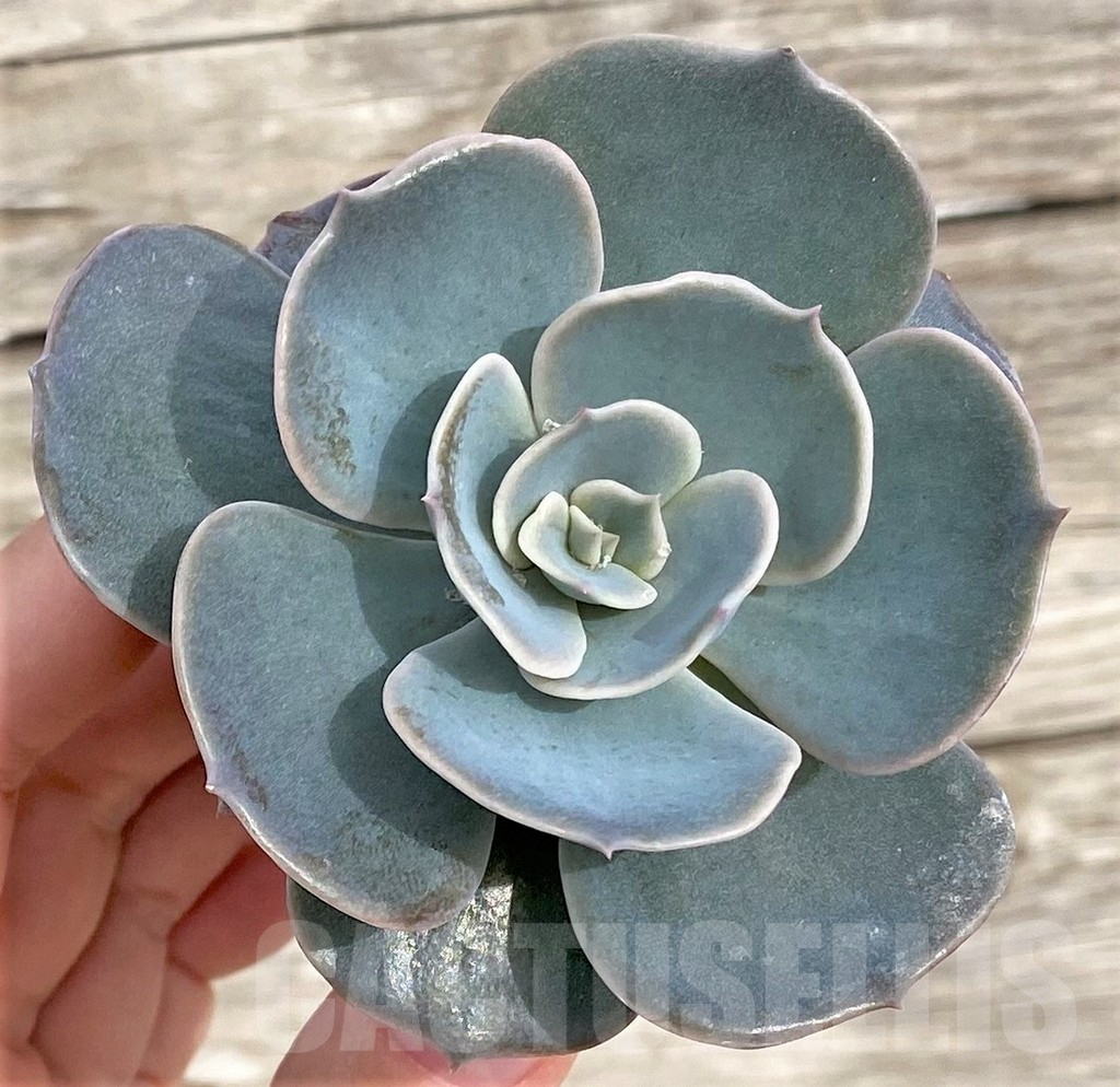 SHPR33953 Echeveria ‘Pollux’ – Кактус онлайн