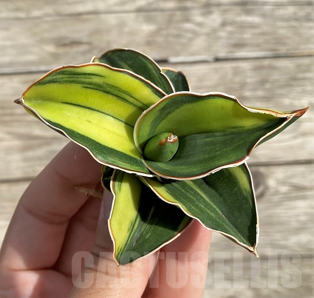 SHPR34031 Sansevieria ‘Samurai Dwarf’ f. variegata – Cactus-online