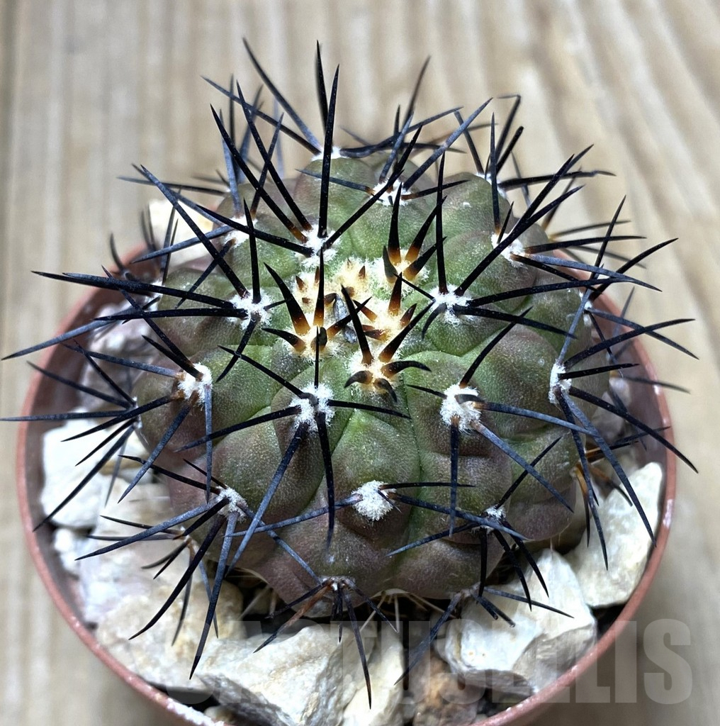 SHPR34774 Copiapoa longistaminea GCG15042, grafted – Cactus-online