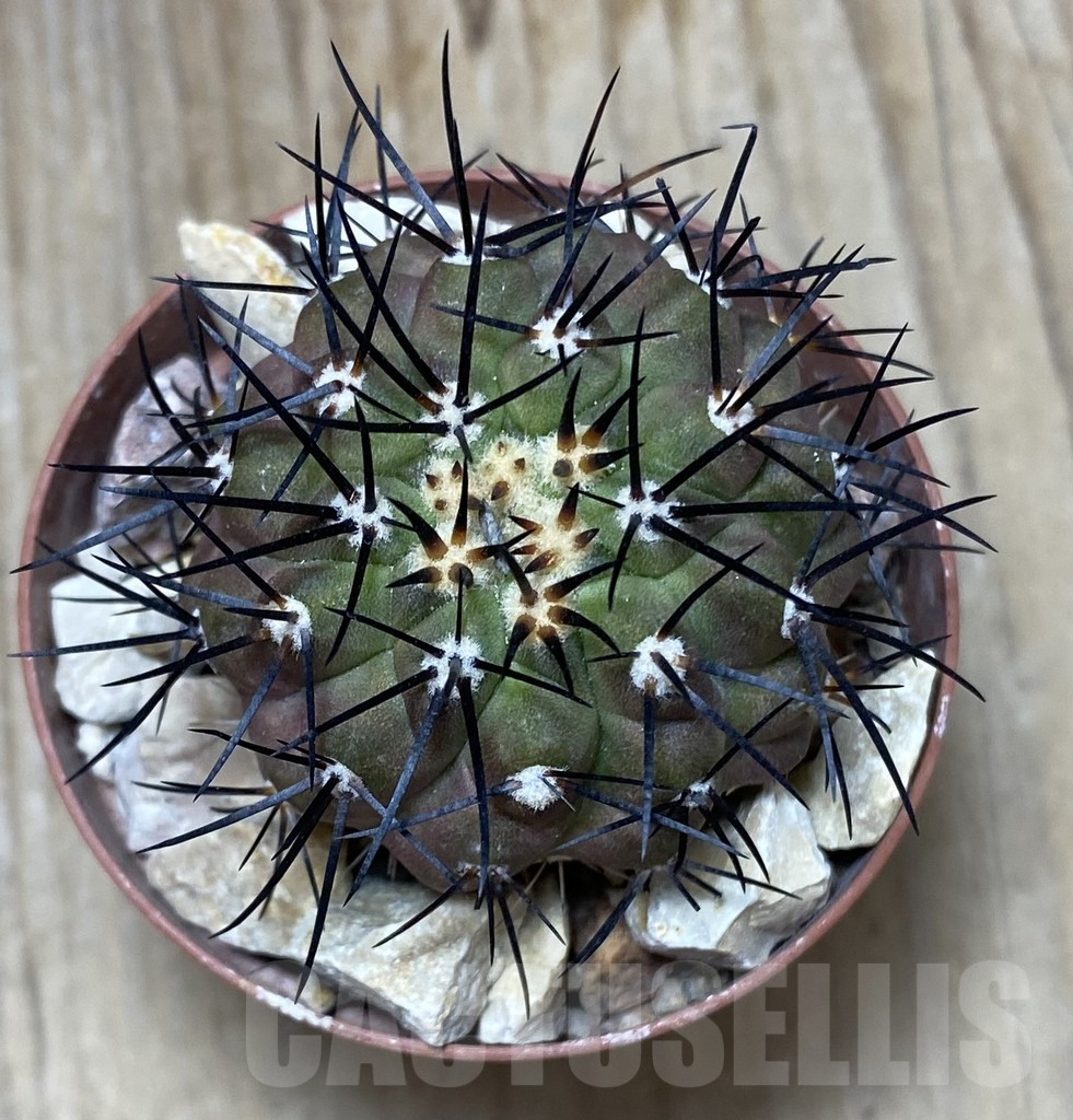 SHPR34774 Copiapoa longistaminea GCG15042, grafted – Cactus-online