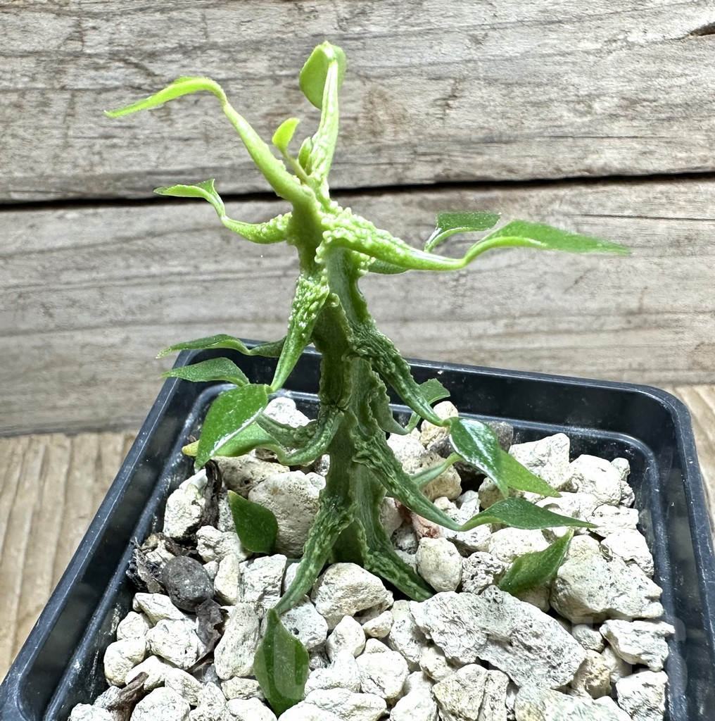 SHPR33497 Ceropegia sp. nova – Кактус онлайн