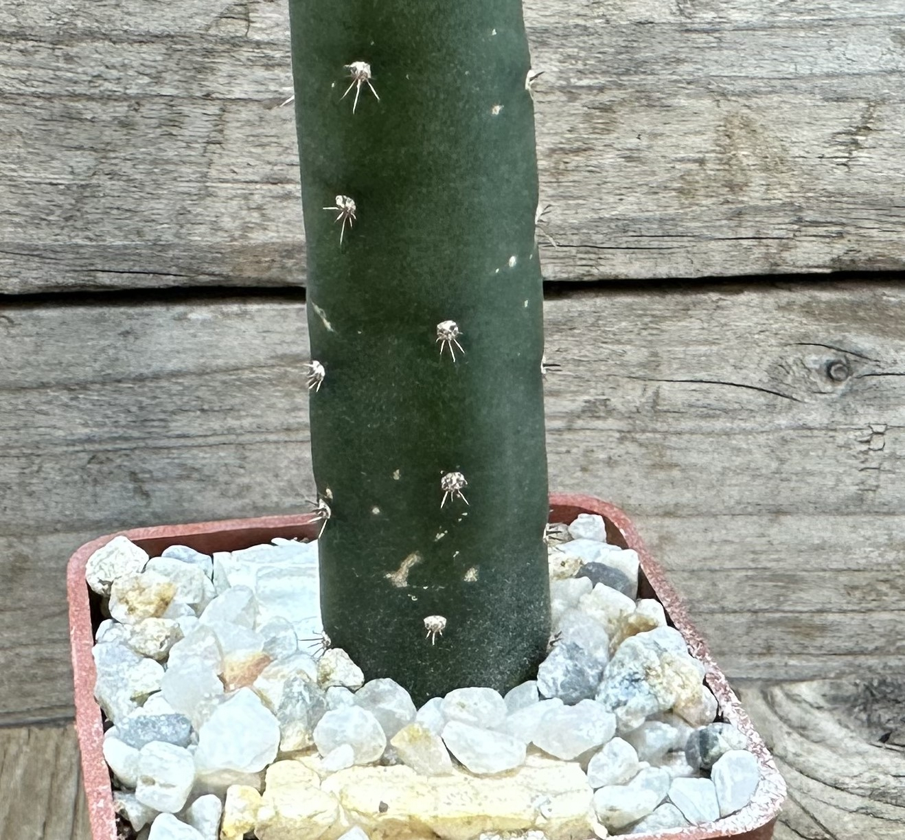 SHPR33549 Yavia cryptocarpa, grafted – Кактус онлайн