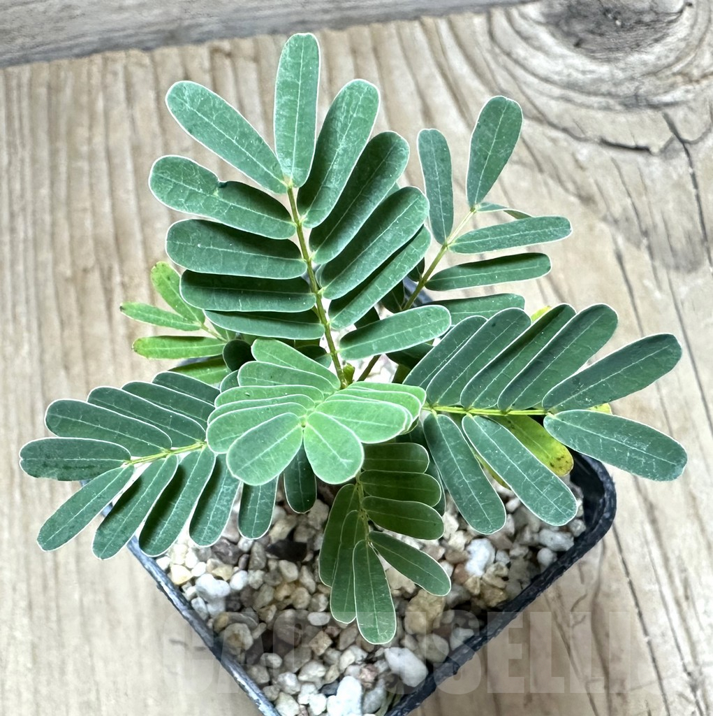 SHPR33795 Senna meridionalis – Кактус онлайн