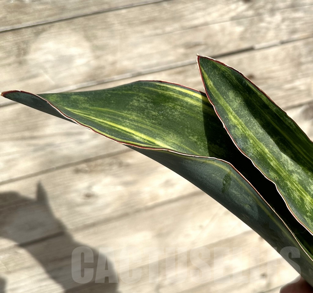 SHPR34039 Sansevieria ‘Macrophylla’ f. variegata – Cactus-online