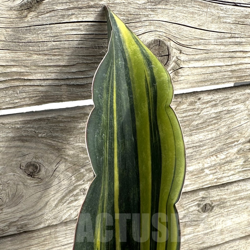 SHPR34040 Sansevieria ‘Macrophylla’ f. variegata – Cactus-online