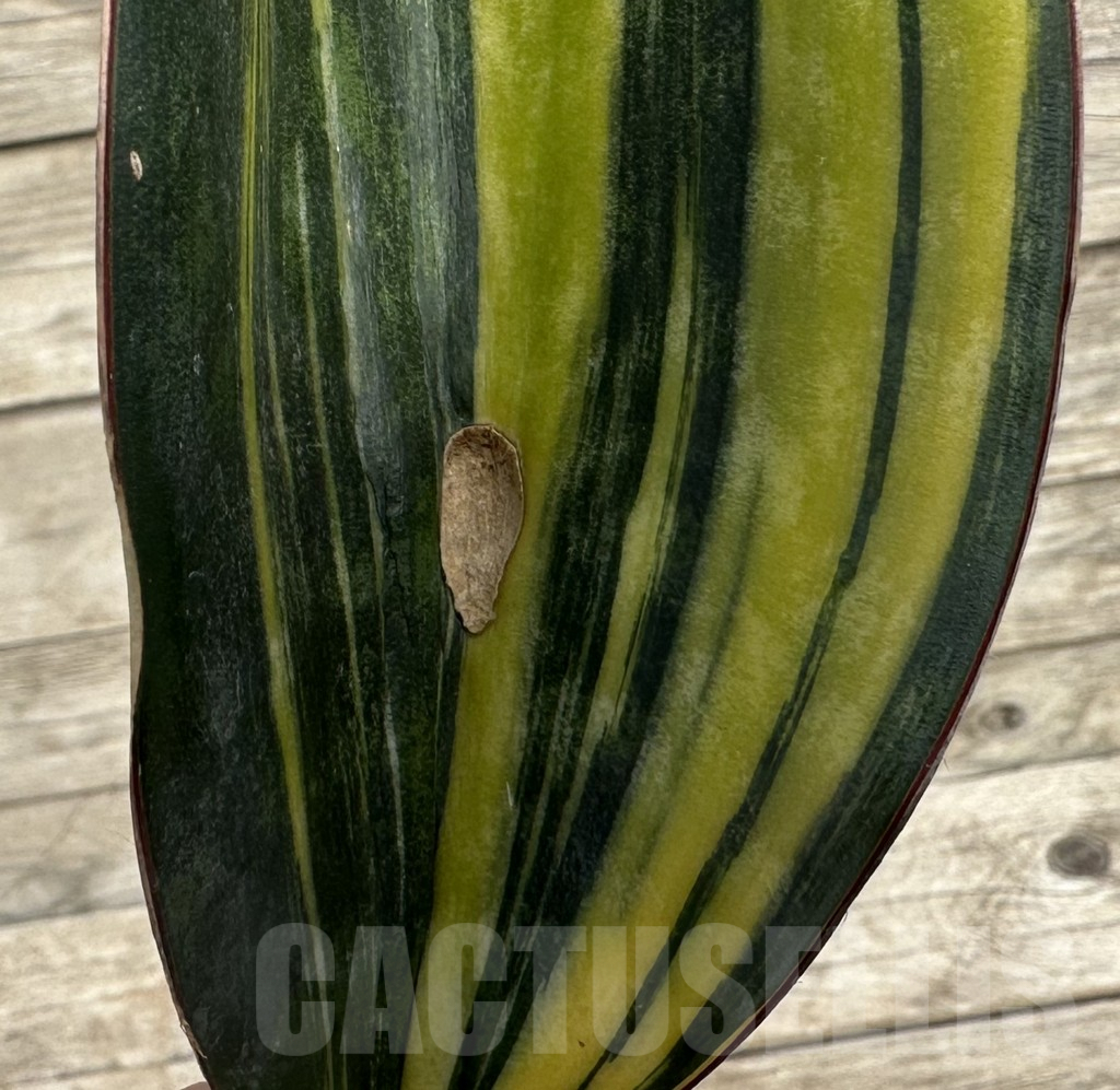 SHPR34040 Sansevieria ‘Macrophylla’ f. variegata – Cactus-online