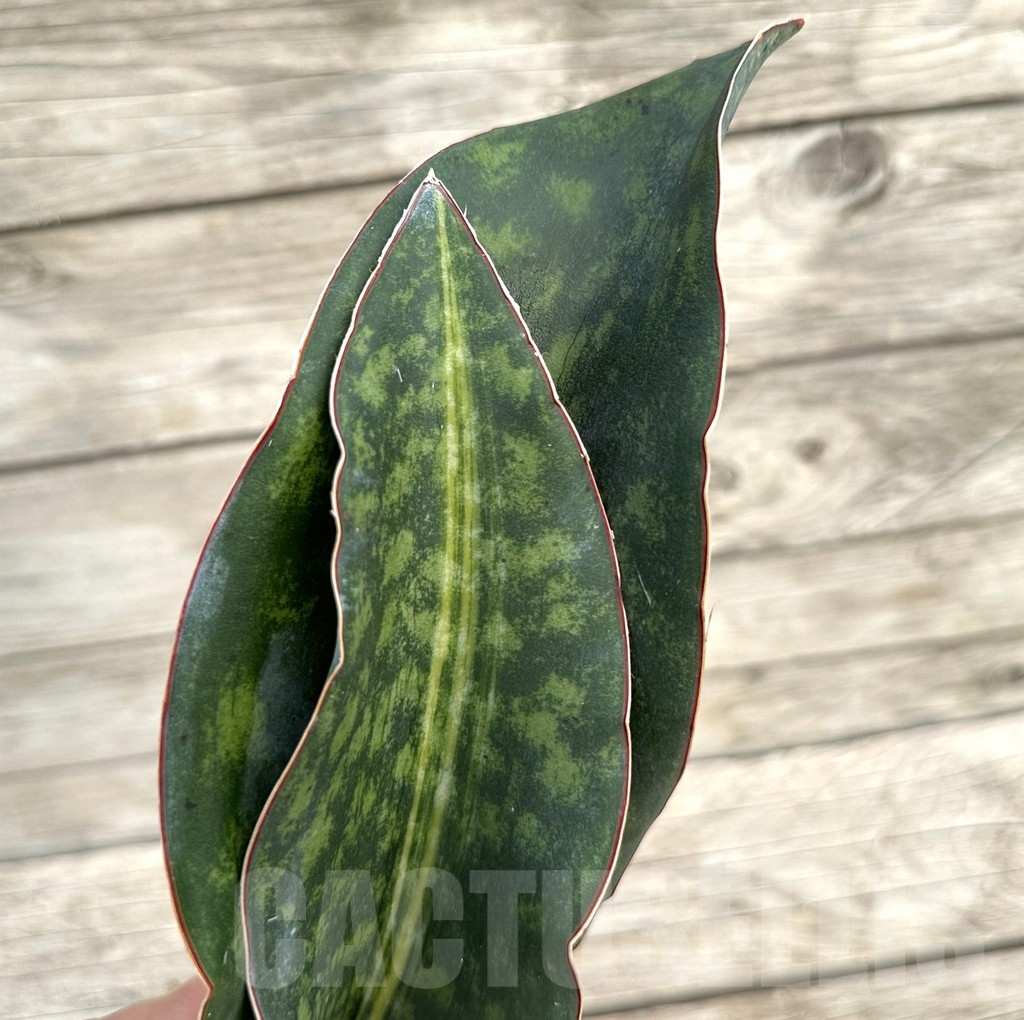 SHPR34042 Sansevieria ‘Macrophylla’ f. variegata – Кактус онлайн