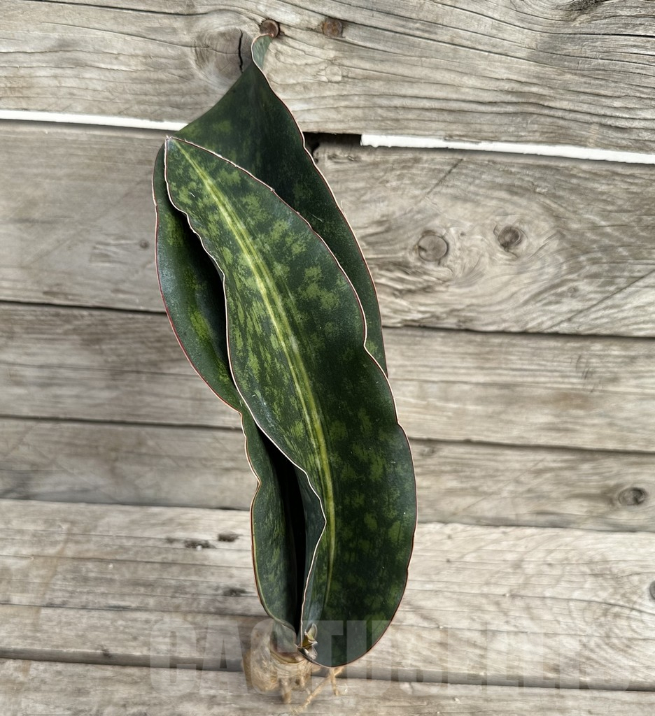 SHPR34042 Sansevieria ‘Macrophylla’ f. variegata – Кактус онлайн