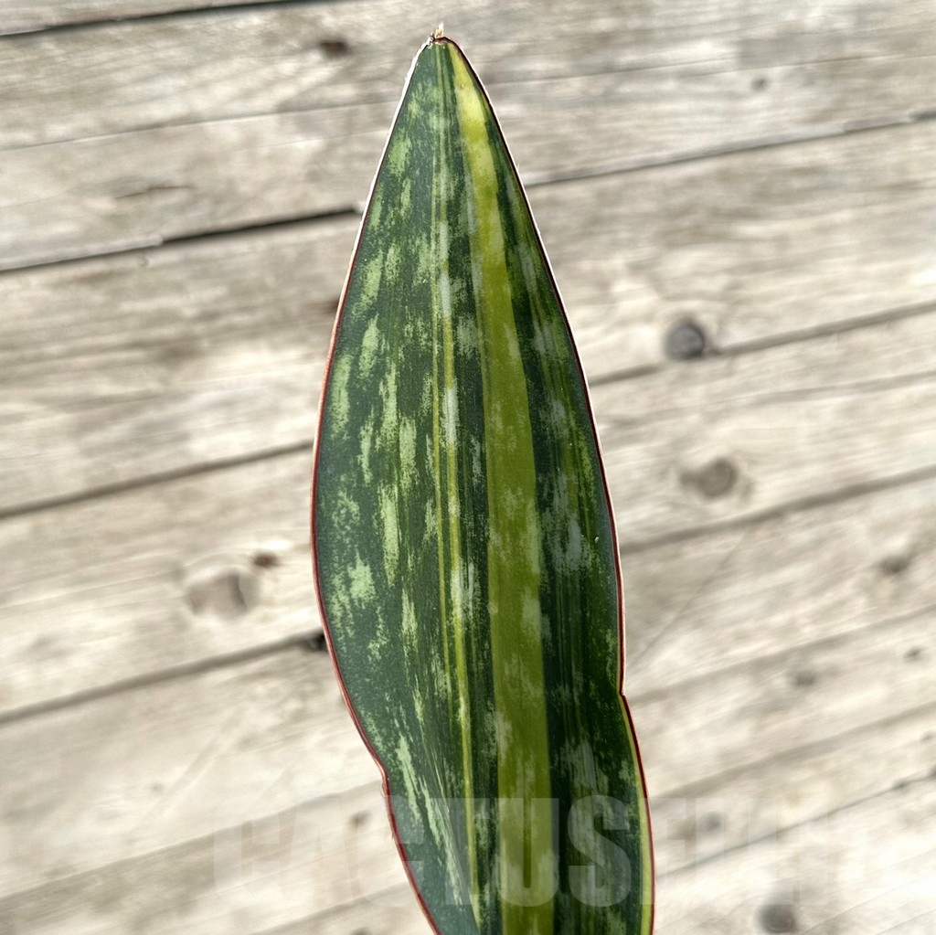 SHPR34045 Sansevieria ‘Macrophylla’ f. variegata – Кактус онлайн