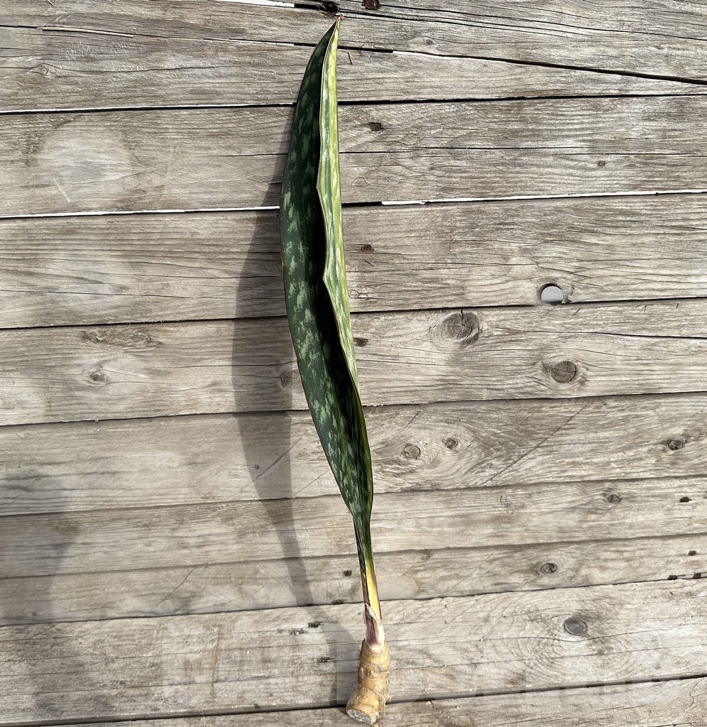 SHPR34045 Sansevieria ‘Macrophylla’ f. variegata – Кактус онлайн