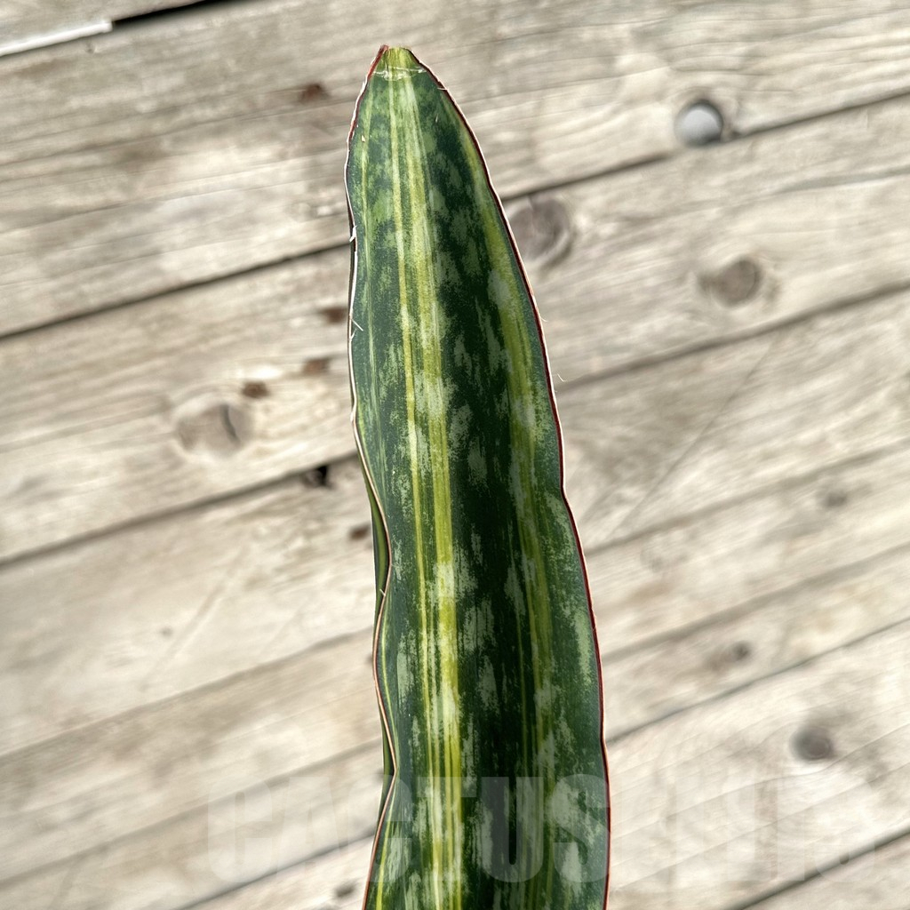 SHPR34046 Sansevieria ‘Macrophylla’ f. variegata – Кактус онлайн