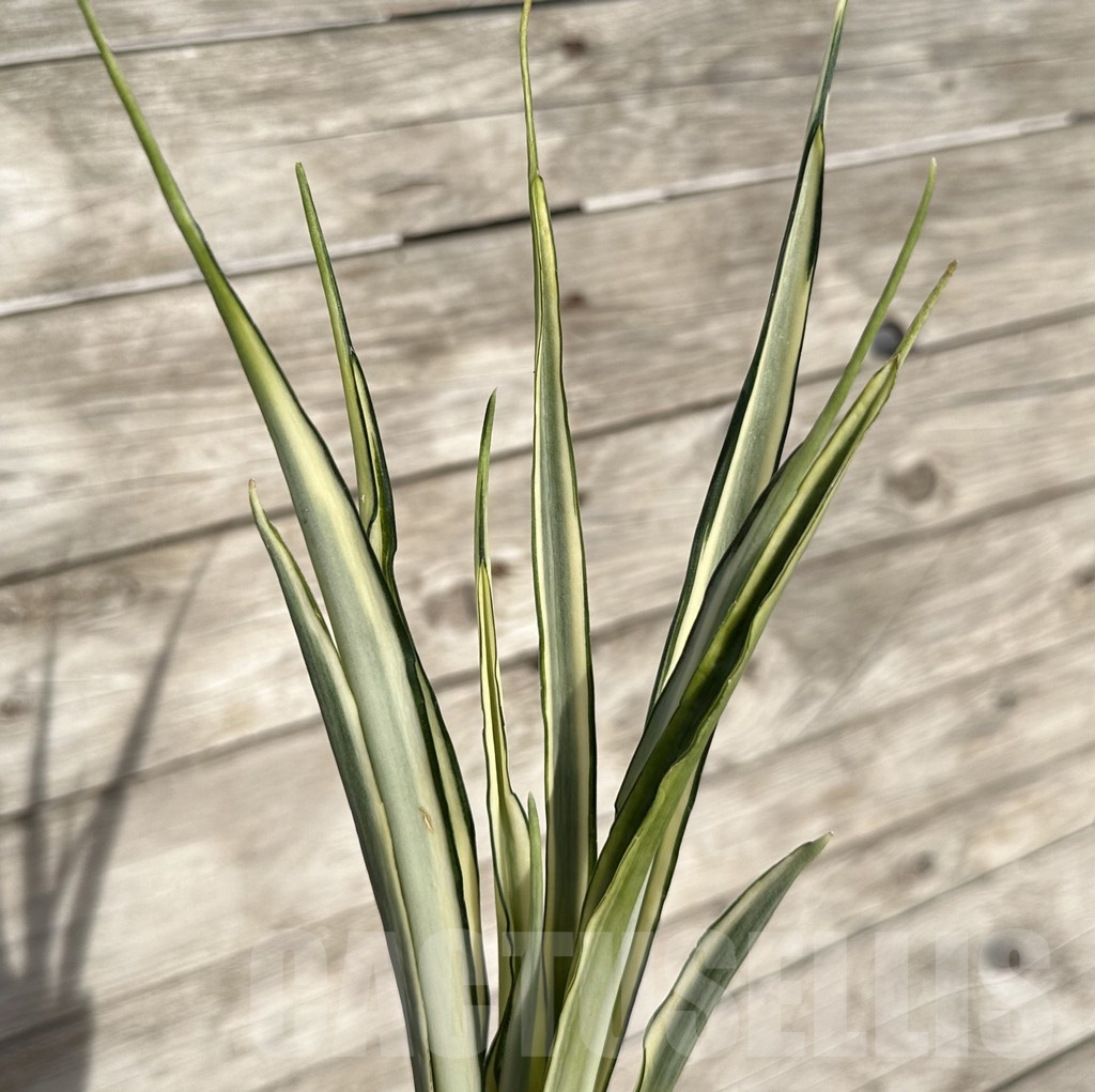 SHPR34081 Sansevieria ‘Parva Lancet’ – Кактус онлайн