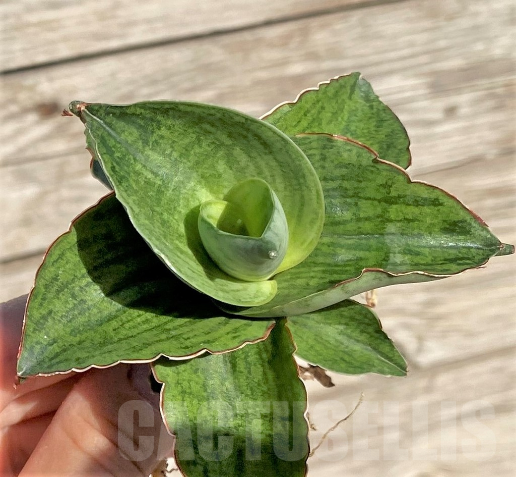 SHPR35318 Sansevieria ‘Hobbit’ – Cactus-online