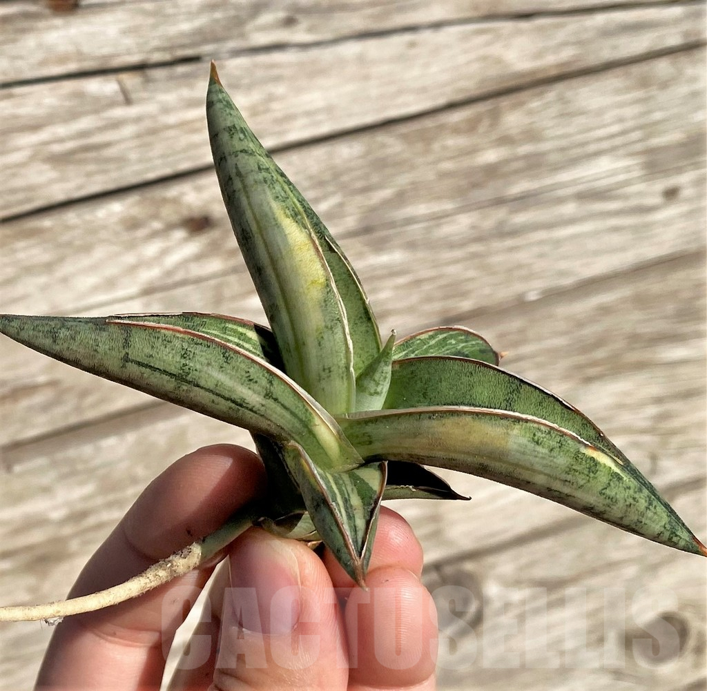 SHPR35272 Sansevieria Lav 1970 white – Кактус онлайн