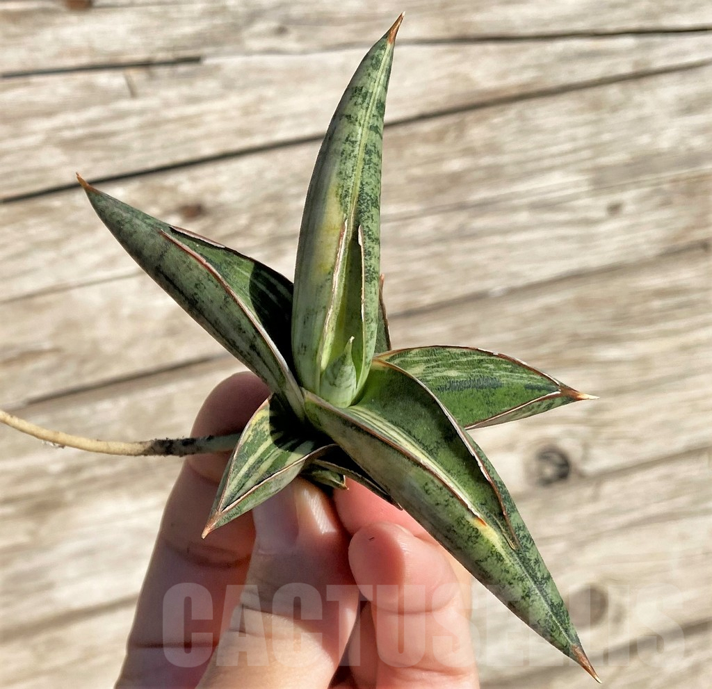 SHPR35272 Sansevieria Lav 1970 white – Кактус онлайн